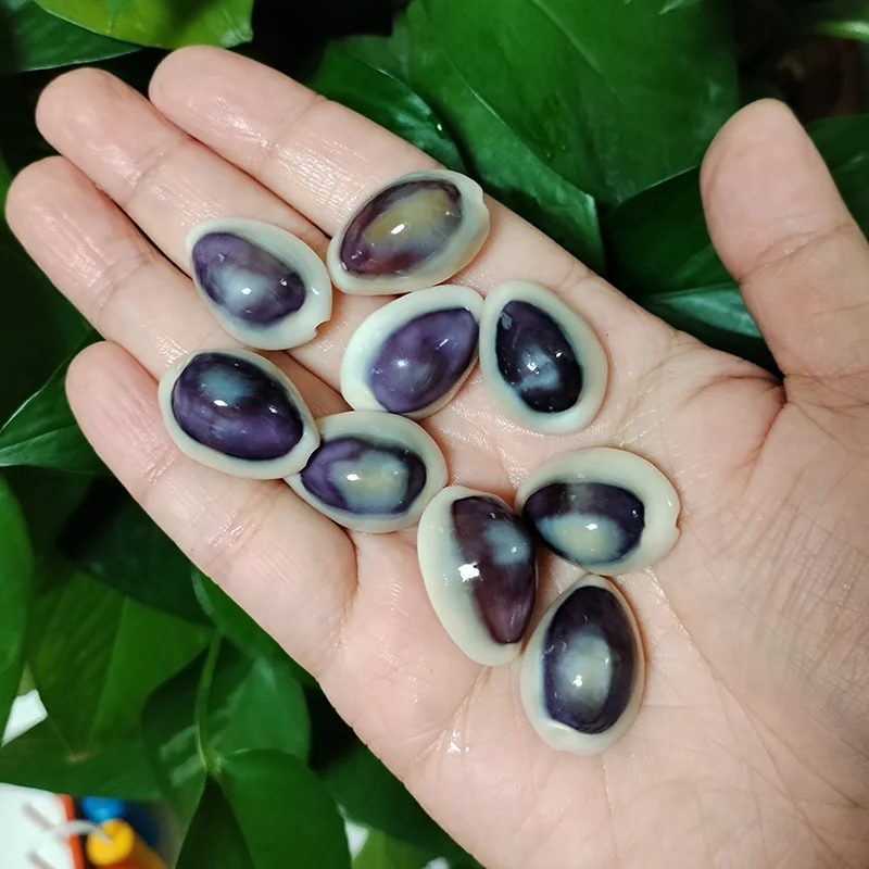 20-PC-Blue-eyed-Cowrie-Sea-Shells-Real-Purple-Conch-For-Specimen ...