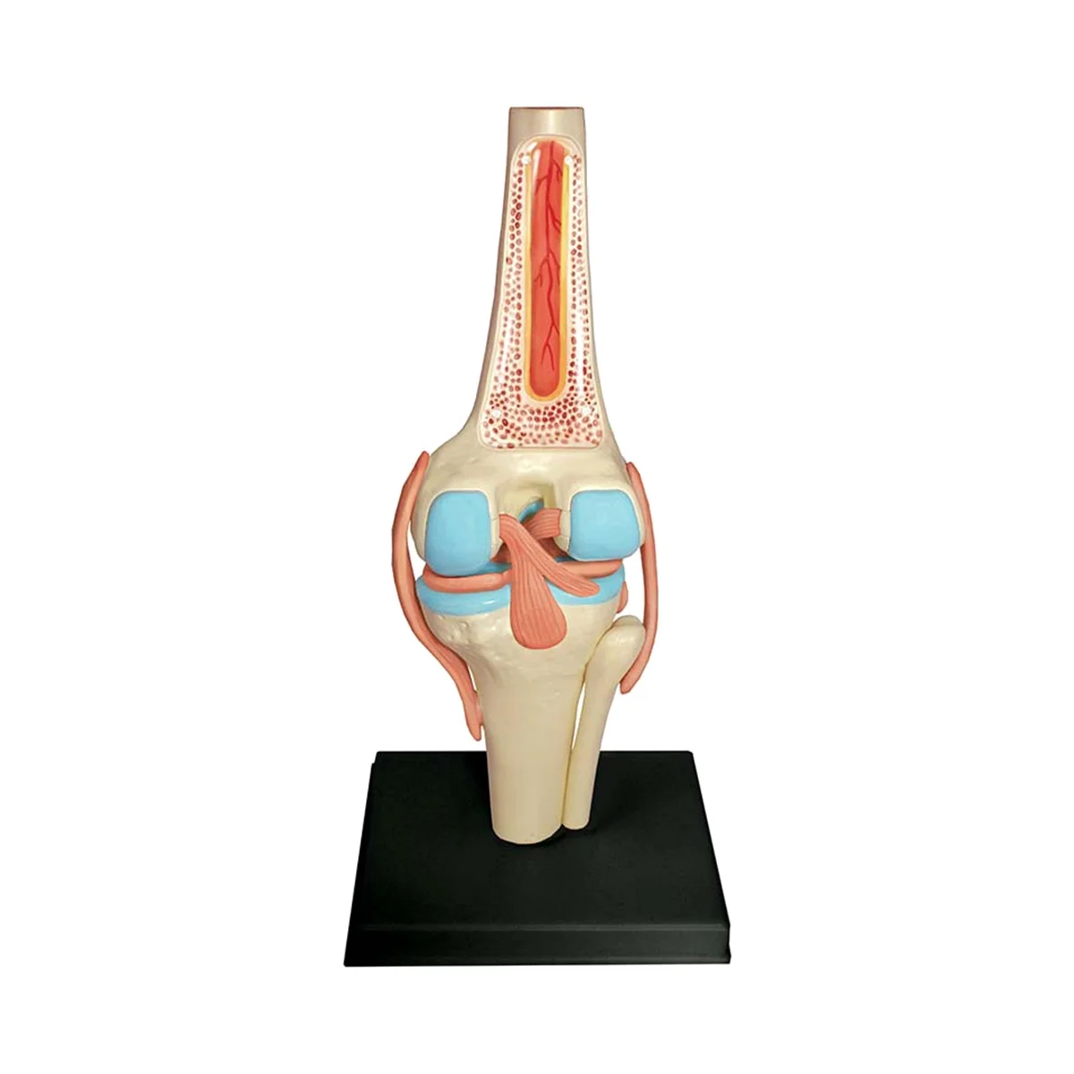Torso-Human-Body-Model-Education-Knee-Joint-Organs-Model-for-Student ...