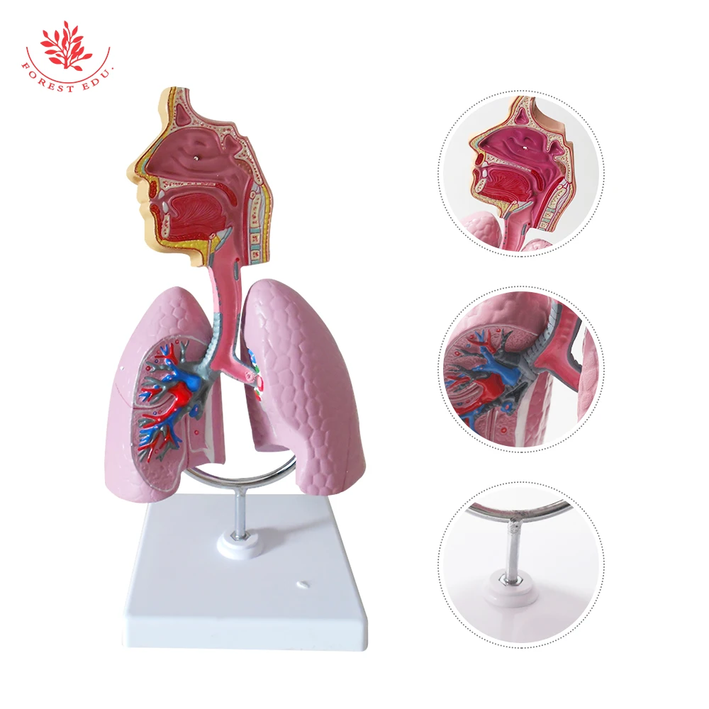 nsan-akci-er-bron-iyal-solunum-sistemi-yap-s-anatomik-Model-anatomik ...