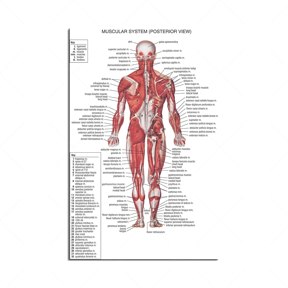 Muscular System Diagram Back