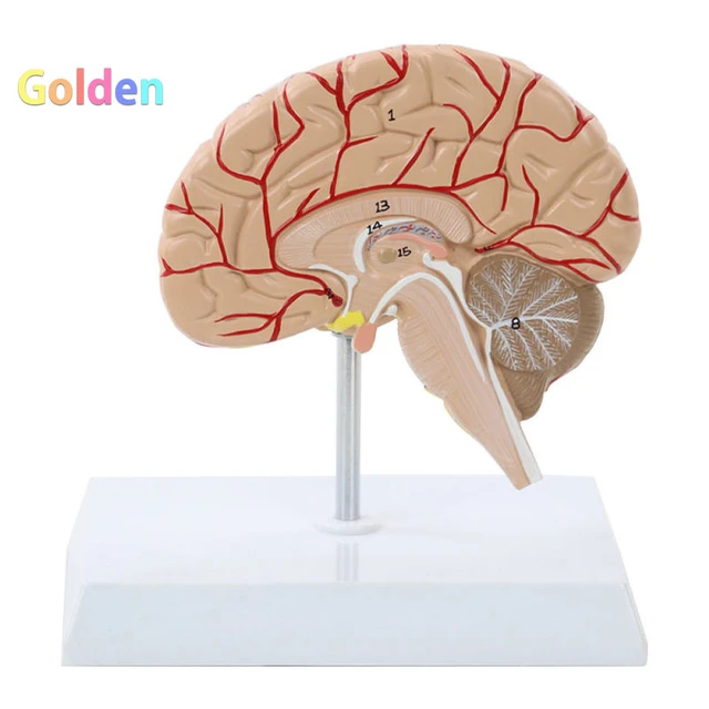 Real Human Brain Front View