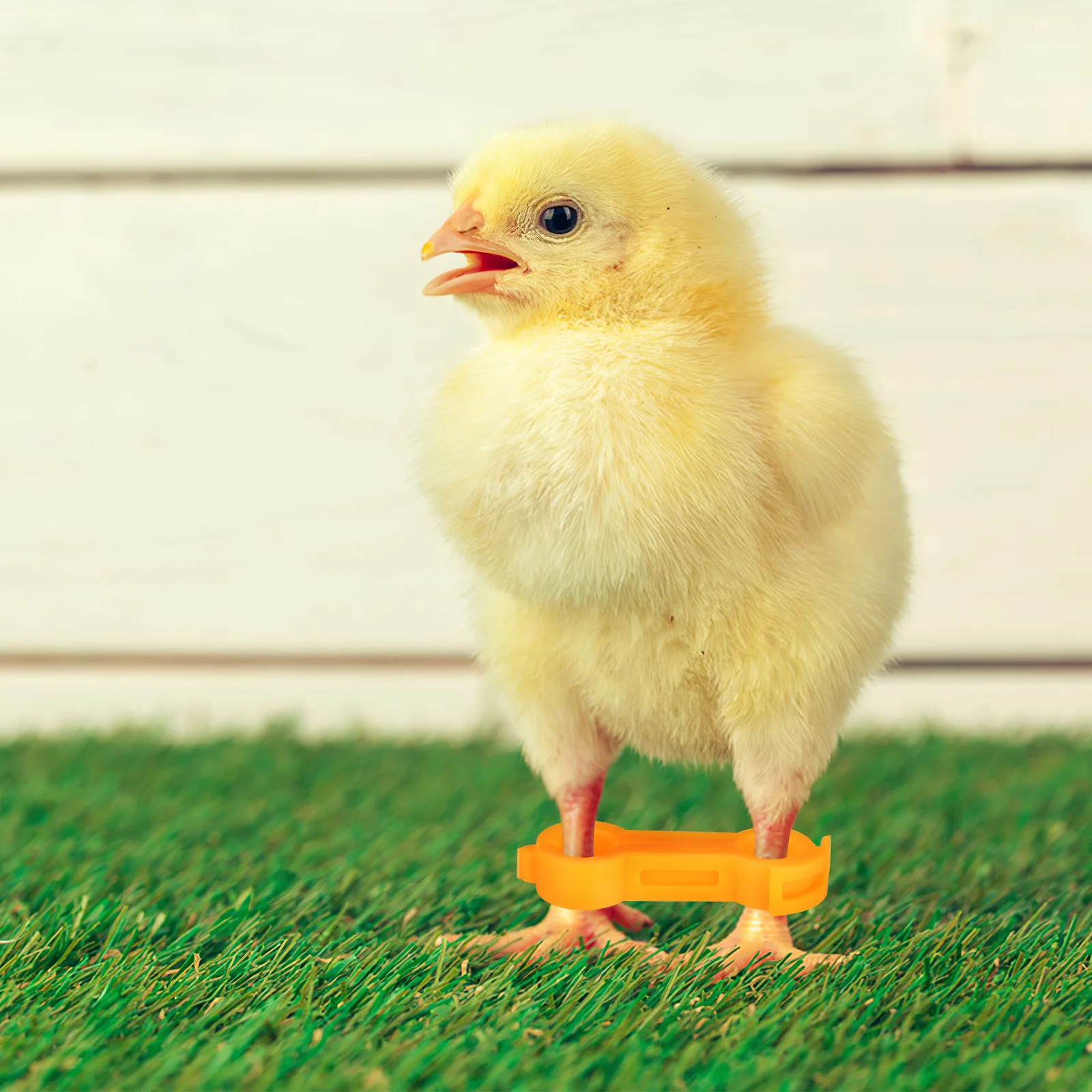 Masteelf 9pcs Baby Chickens Splay Leg Hobbles Corrects Foot Posture ...