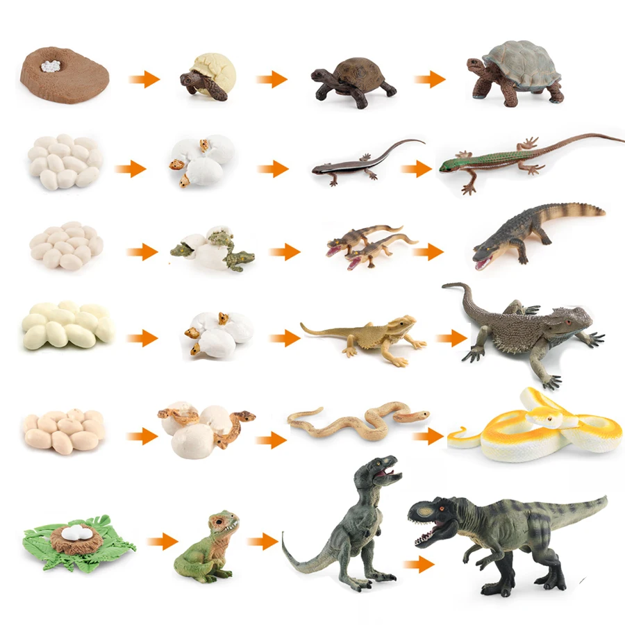 Simulation Dinosaur Lizard Turtle Snake Crocodile Growth Life Cycle ...