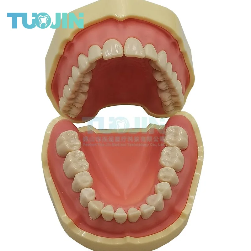 Dental-Teeth-Model-Fit-AG3-28-Dental-Teaching-Model-Standard-Model ...