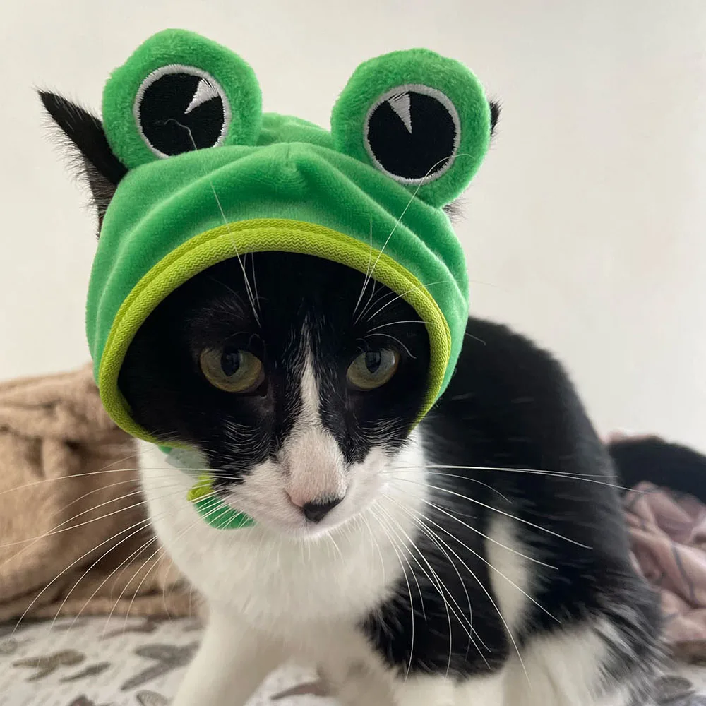 Cats With Frog Hats