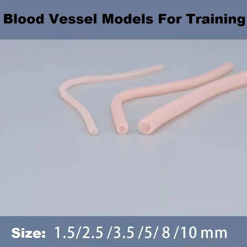Human Blood Vessels Models Vascular Surgery Training Models for ...