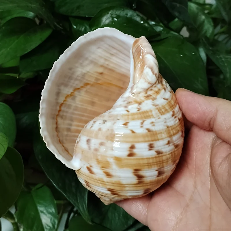 9-10CM-Tonna-Dolium-Shell-Big-Partridge-Tun-Seashell-for-For-Collection ...