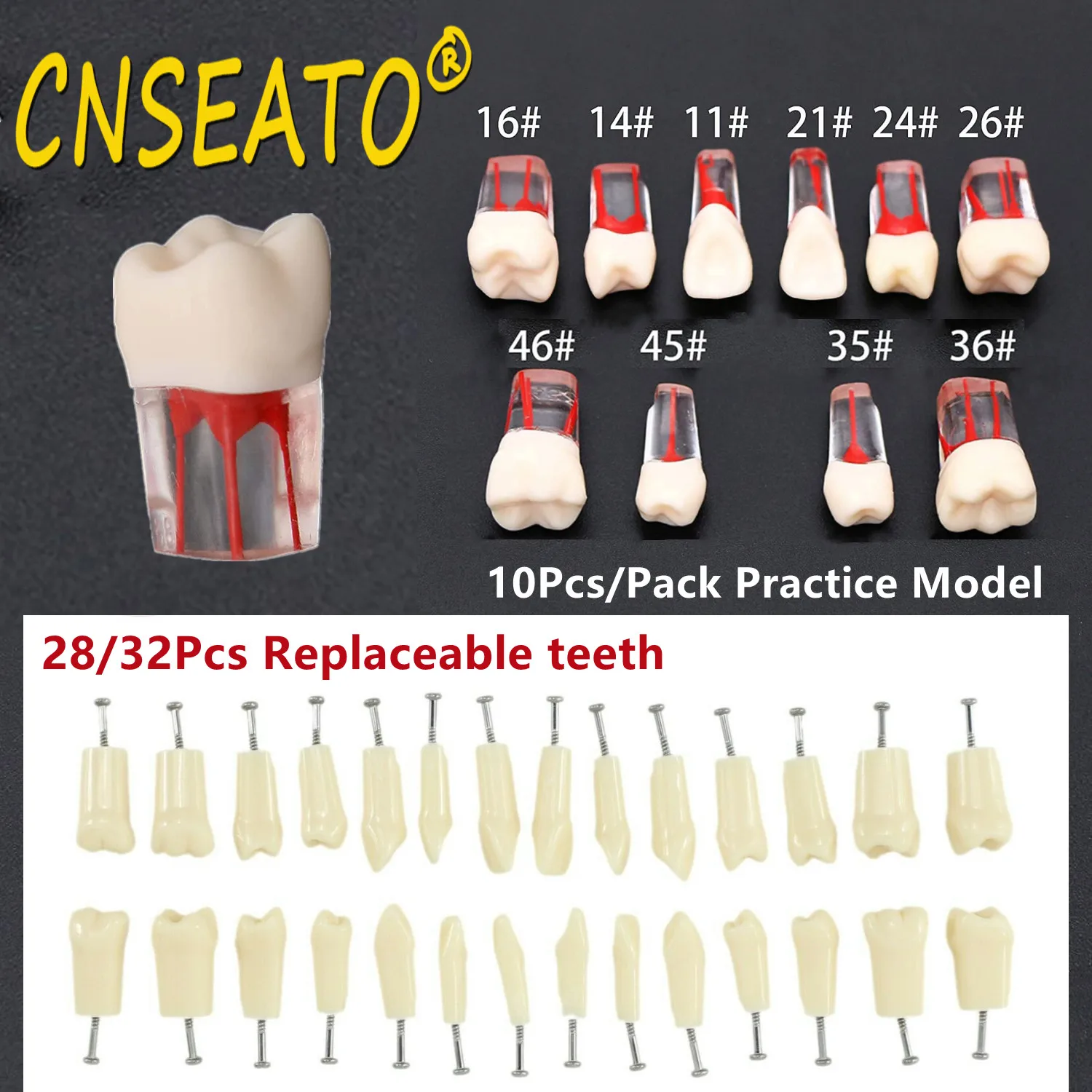 10Pc Dental Tooth Model Endodontic Root Canal Block RCT Practice Pulp ...