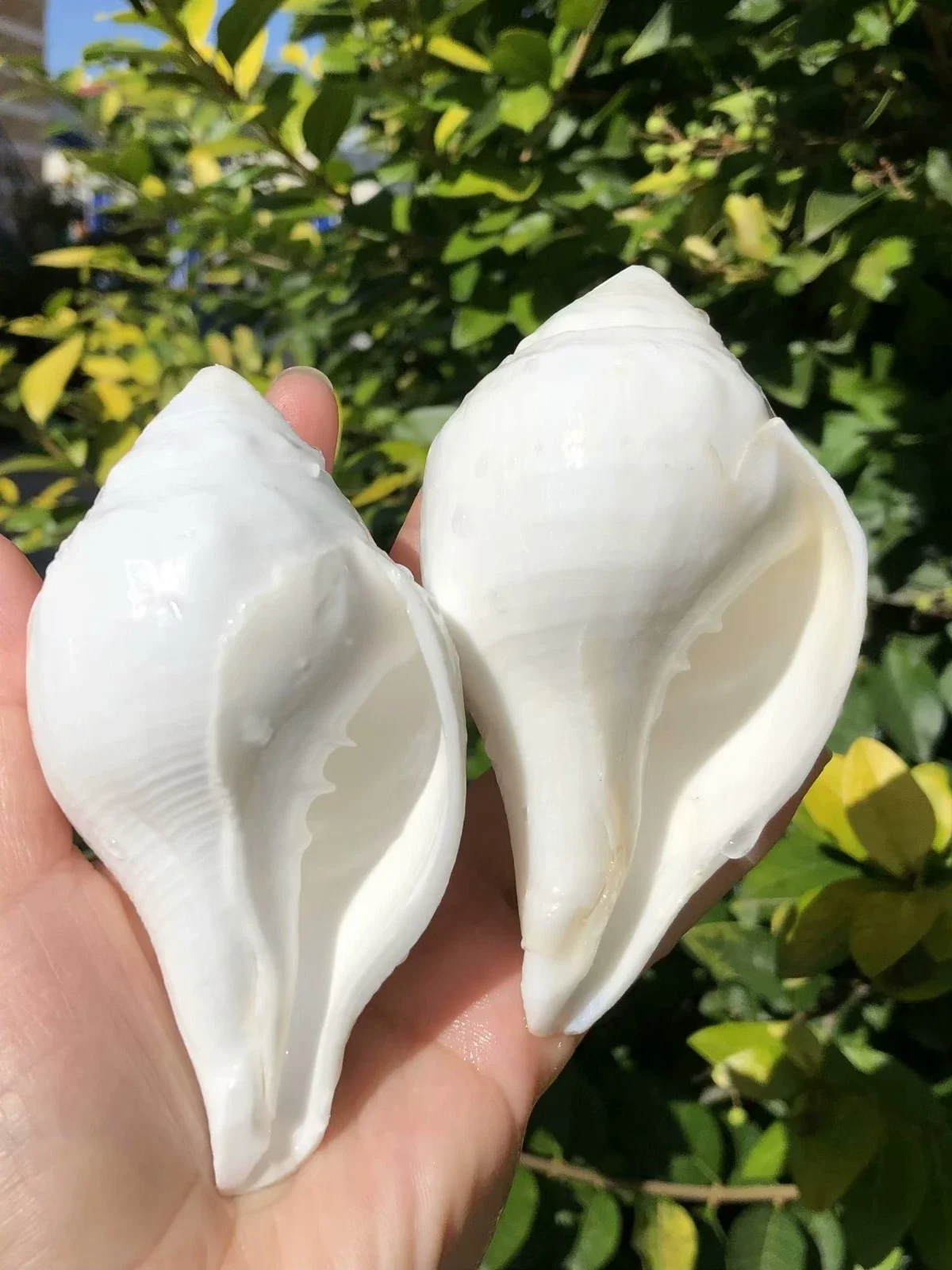 Natural-Shell-Conch-Lead-Snail-White-Conch-Fish-Tank-Aquarium ...