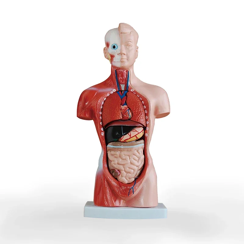 Model-struktur-tubuh-manusia-28cm-Model-struktur-Organ-dalam-Visceral ...