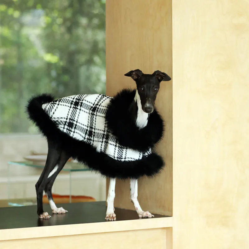 Italian-Little-Lingti-Whitbit-British-Cloak-Small-and-medium-sized-dog ...