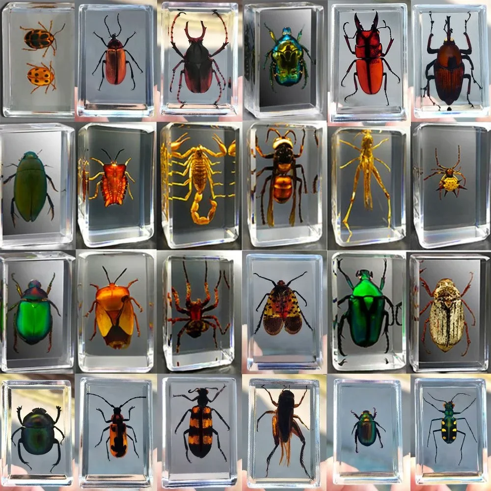 Small-Animal-Real-Insect-Resin-Scarab-Spider-Beetle-specimen-Flower ...