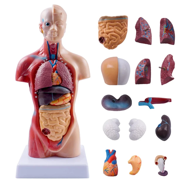 Torso Humano Cuerpo Modelo 17 Pulgadas Tronco Humano 23, 46% OFF