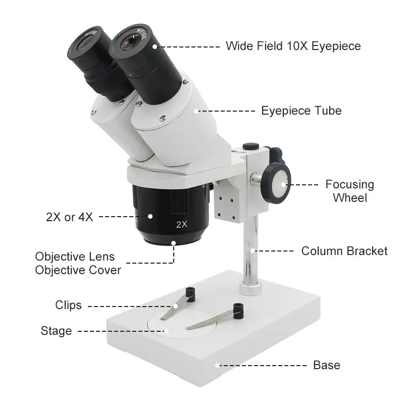 Stereoscopic Microscope Diagram
