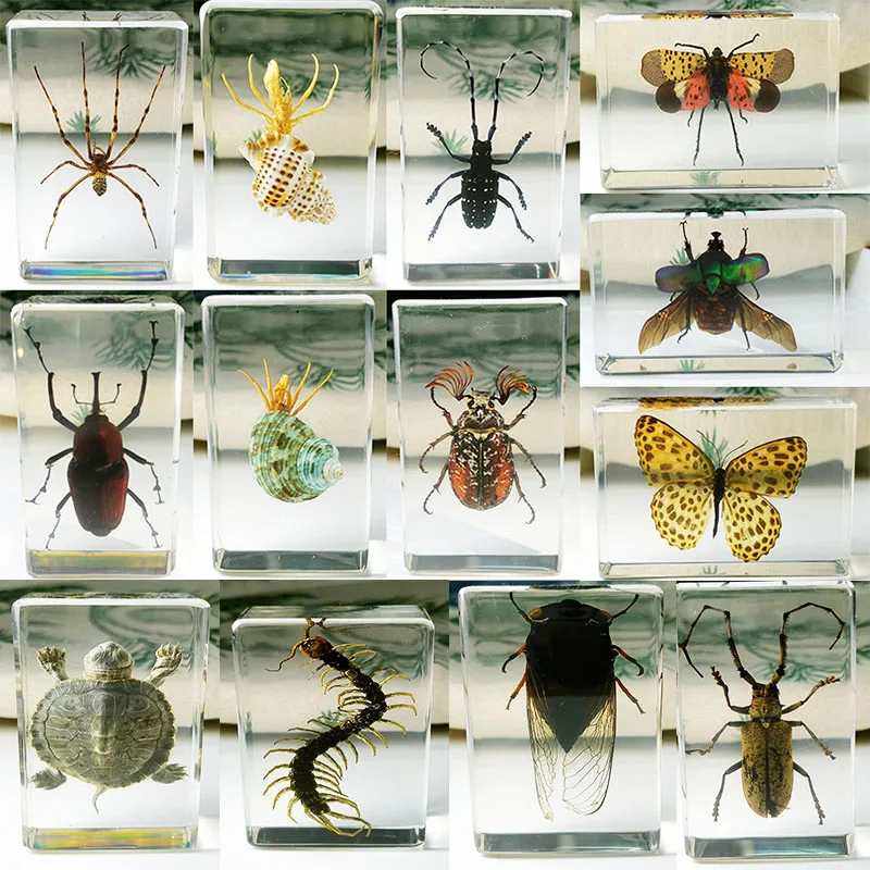 Sealed-specimens-of-real-insects-beetles-conch-cicadas-are-wrapped-in ...