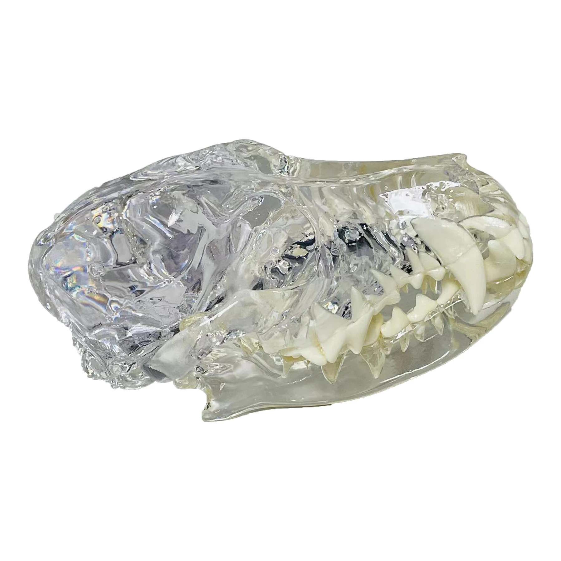 Canine Skull Accessories Canine Skull With Teeth Anatomical Model Visi ...