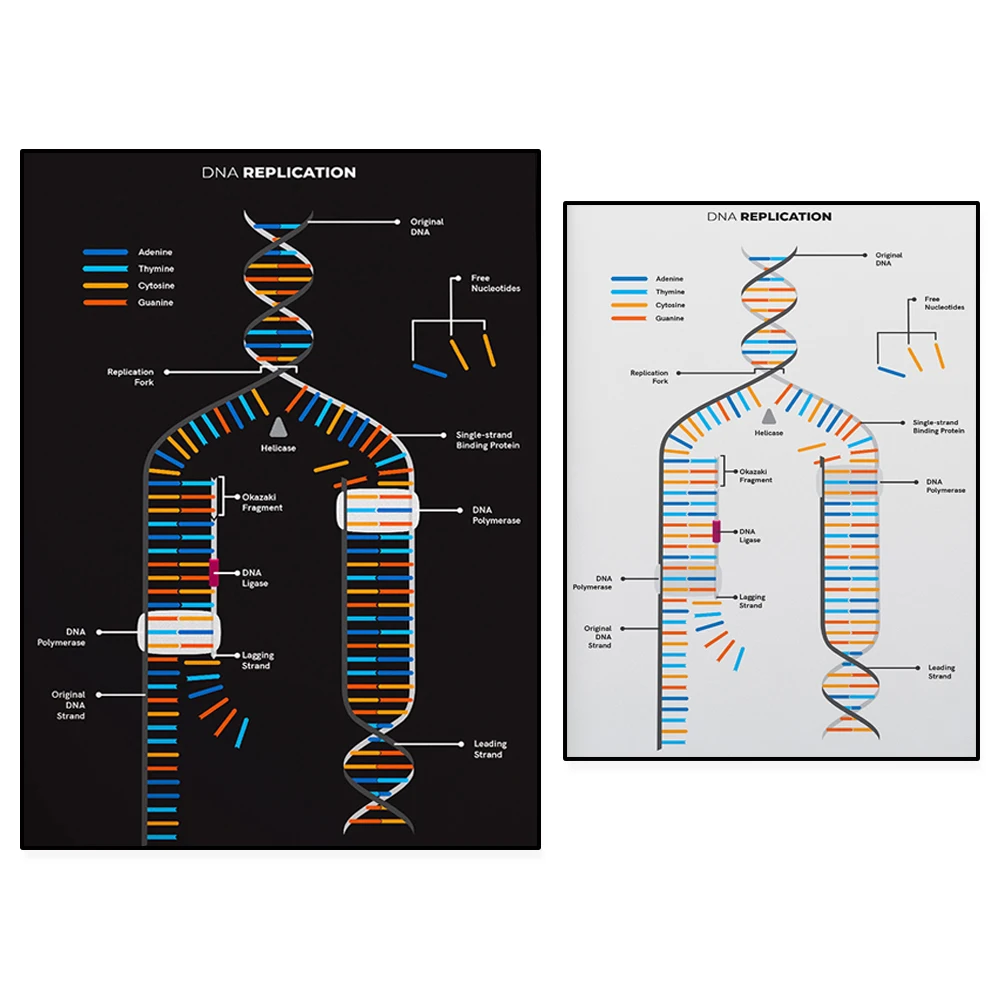 Replicate In Biology