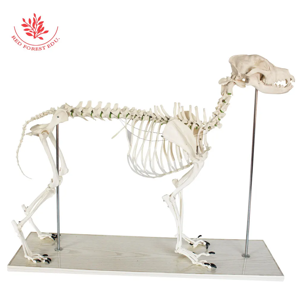Dog-Model-High-Quality-Medical-Model-Veterinary-Biology-Animal-Big-Dog ...