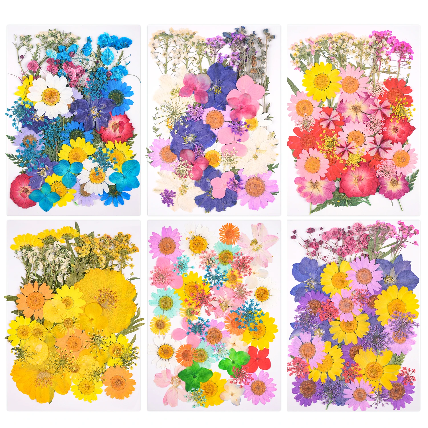 Flor-seca-Natural-3D-prensada-flor-seca-flores-secas-pintura-Manual-de ...