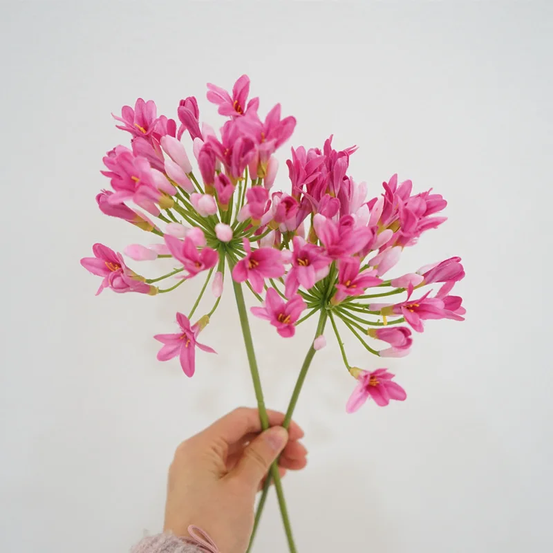 Agapanthus Pink