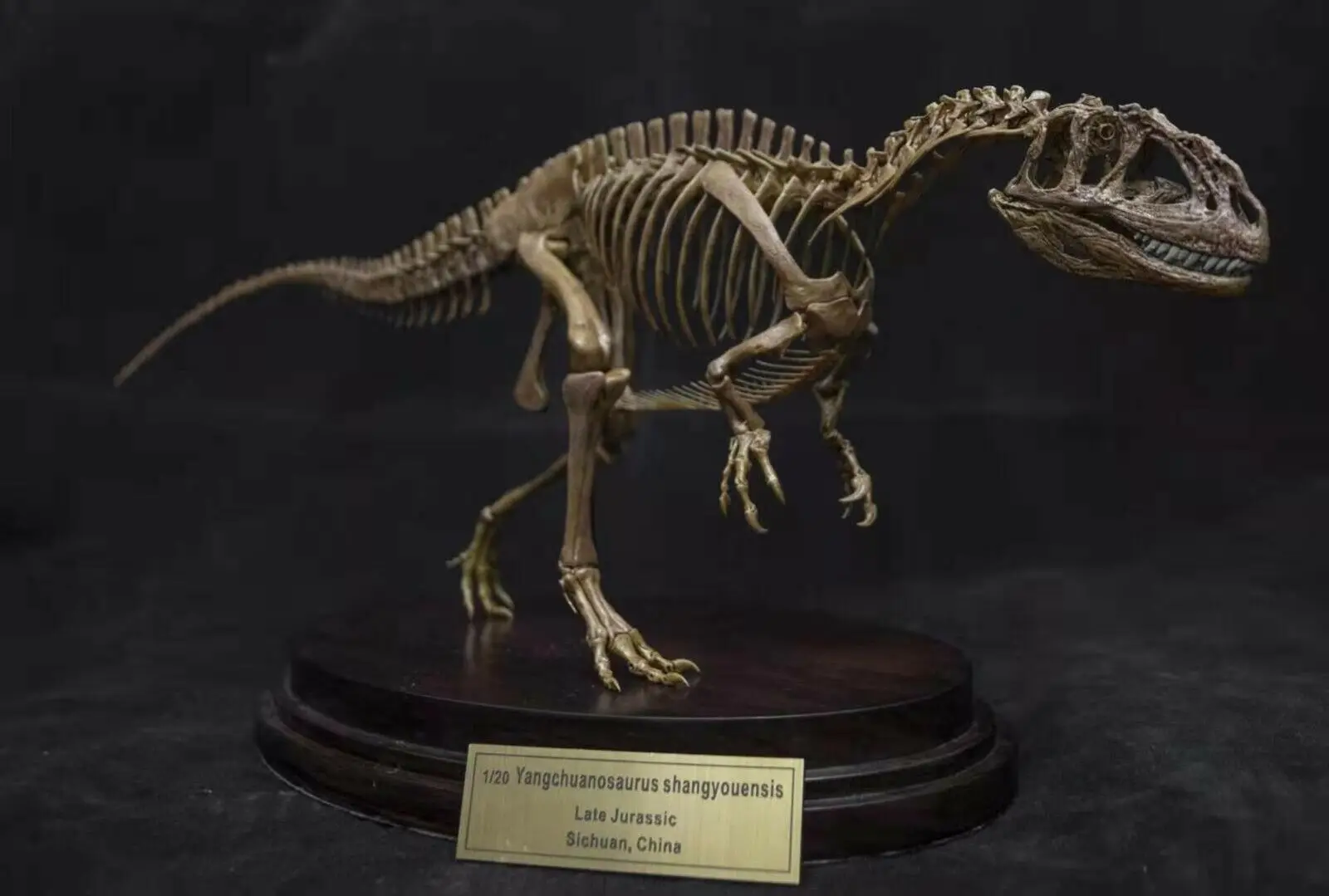 Yangchuanosaurus Skeleton