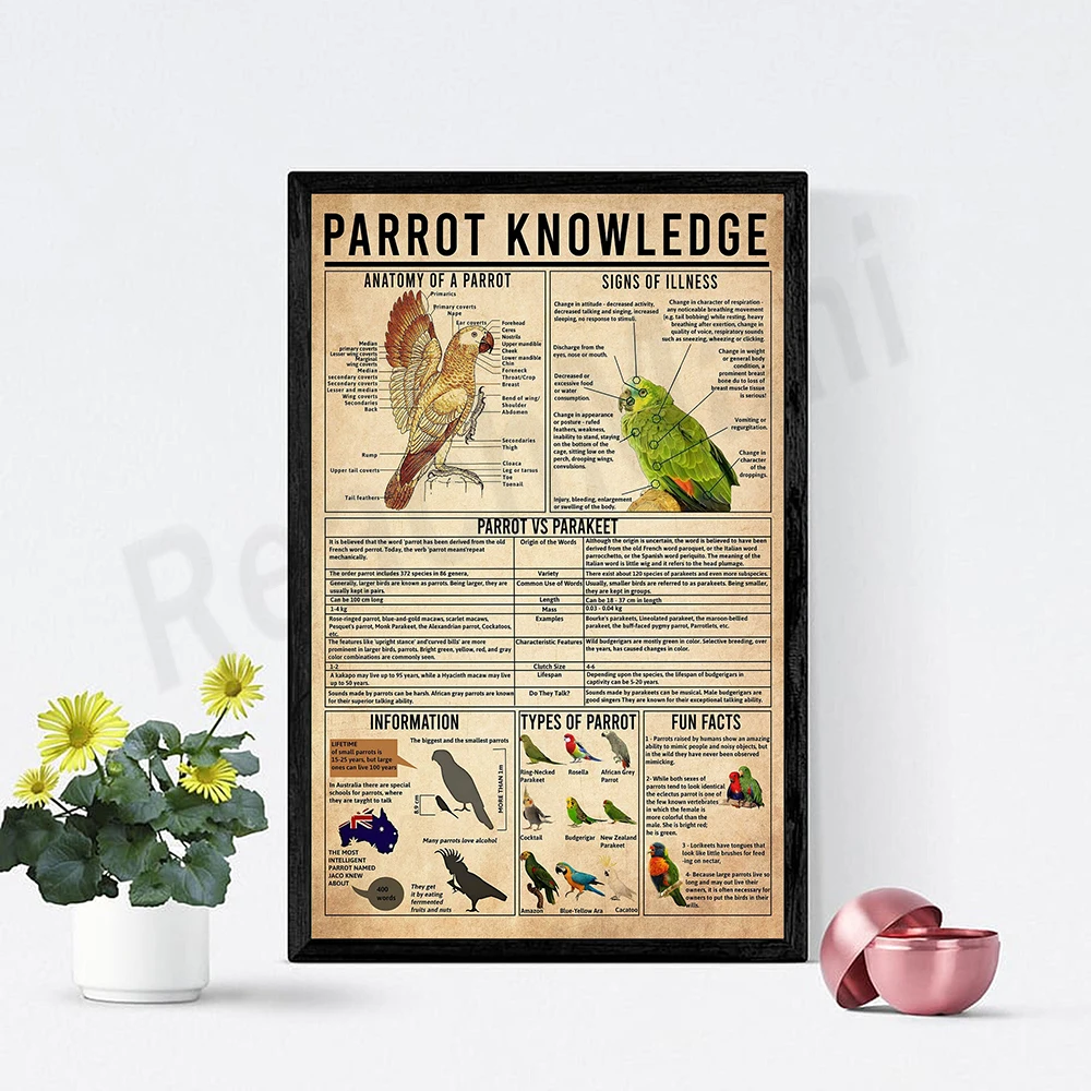 Parrot-Knowledge-Poster-Parrot-Anatomy-Types-of-Parrots-Parrots-vs ...