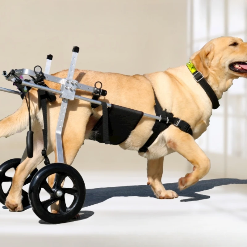 Large-Dog-Wheelchair-for-Hind-Limb-Rehabilitation-Training-Aid-for ...
