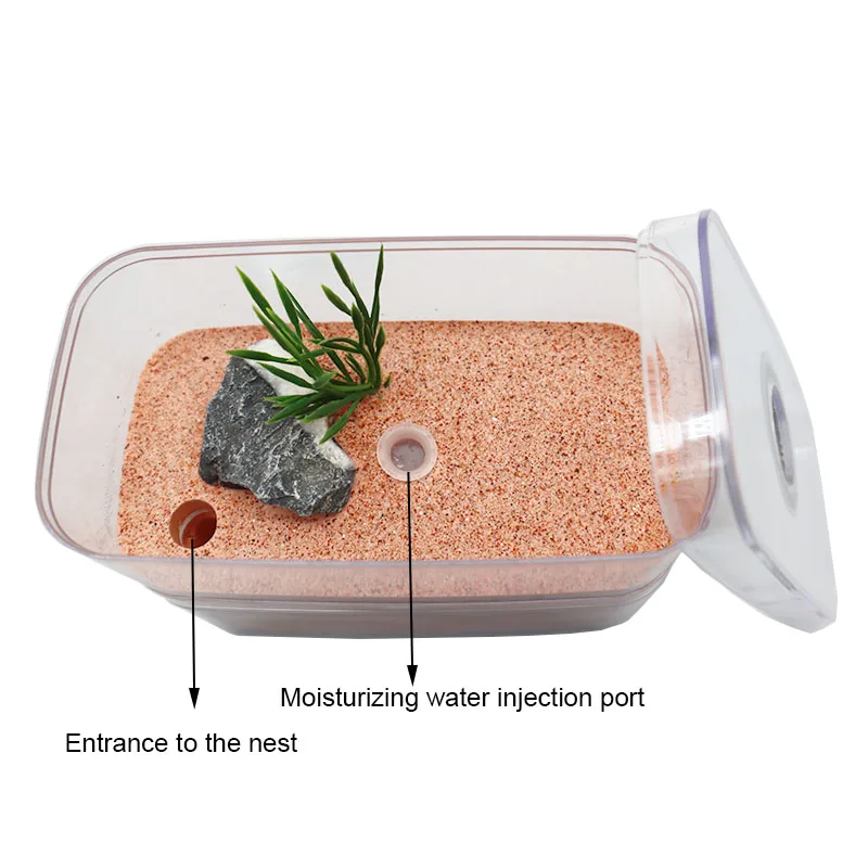 Valeur 12x6x10cm Fourmis de ferme en plâtre très hydratant, boîte à ...