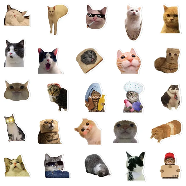 Kater Kat Meme