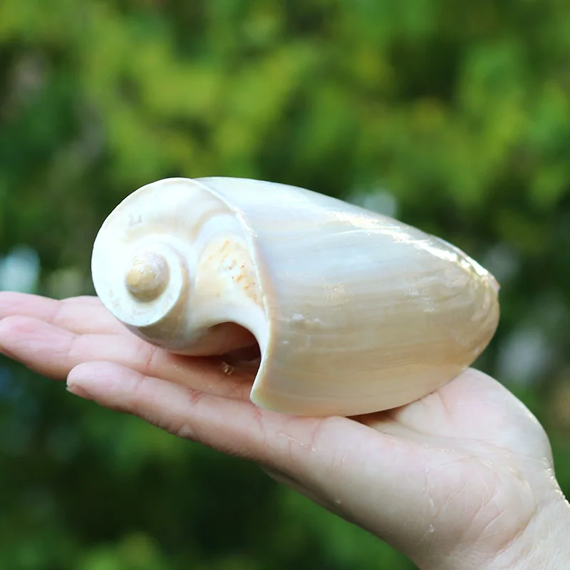 14-16cm Natural Sea Shell Big Light Yellow Conch Home Office Fish Tank ...