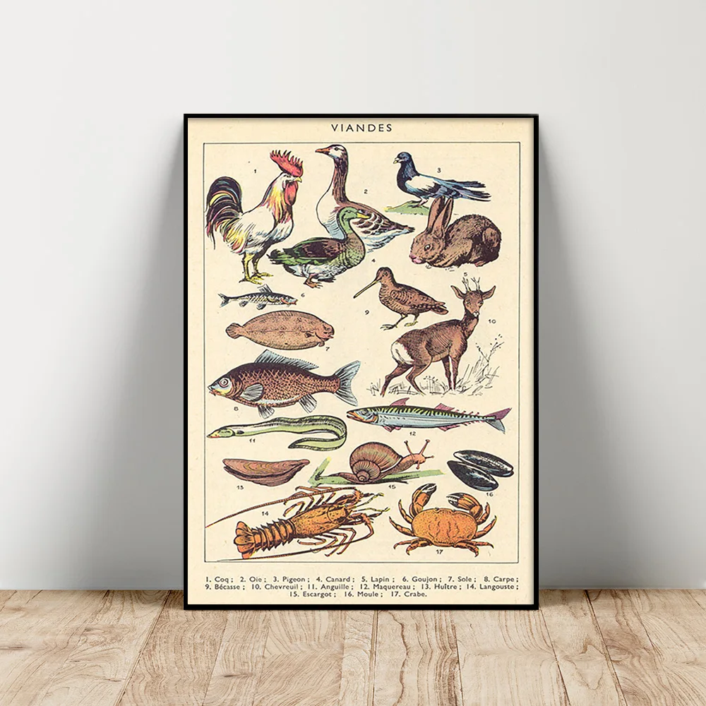 Scientific Animal Illustration