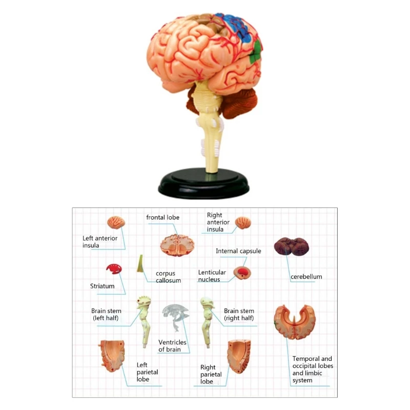 Insula Brain Model
