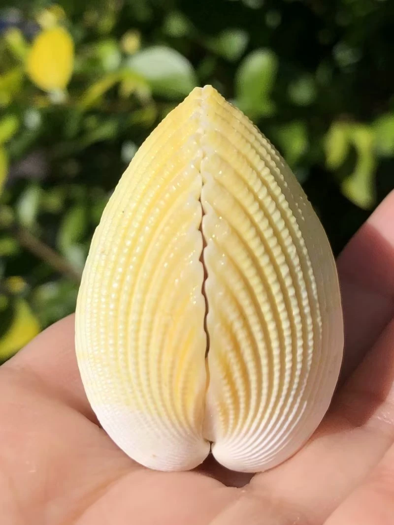 Coconut-Clam-Natural-Shell-Conch-Yellow-Fan-Shape-Snail-Natural-Fish ...