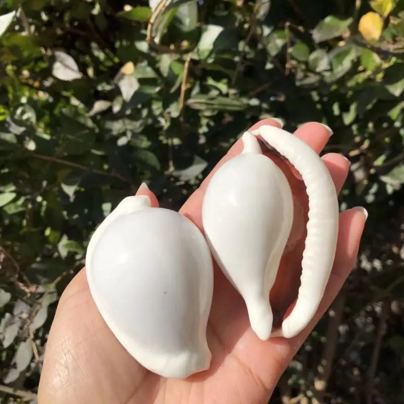 White-Rabbit-Snail-Sea-Rabbit-Snail-Conch-Shell-Fish-Tank-Landscaping ...