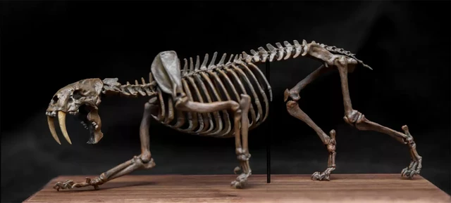 Tiger Skeleton