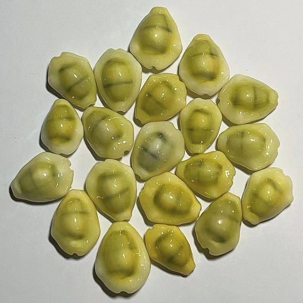 2PC-Green-Banded-Cowry-Sea-Shells-Lyncina-Leviathan-Titan-Bouteti ...