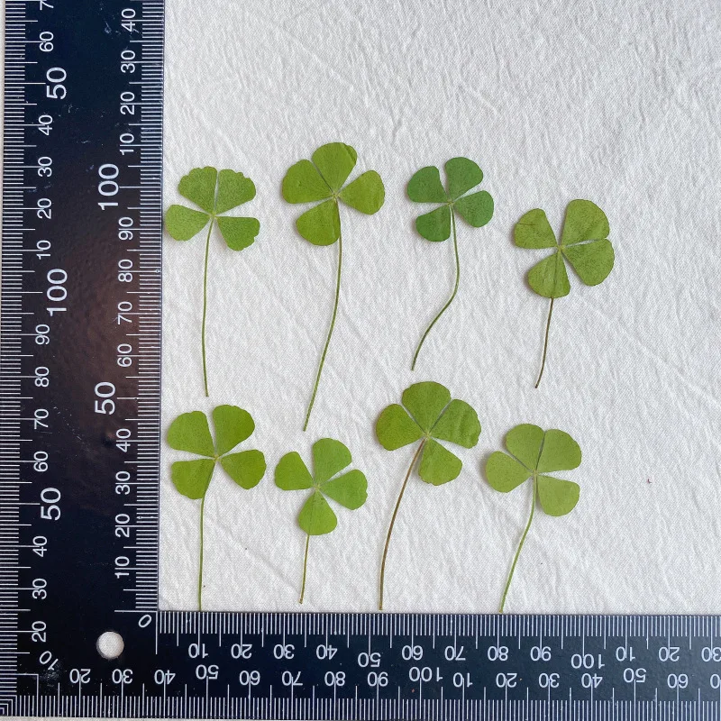 Real Four Leaf Clover Diy Jewelry
