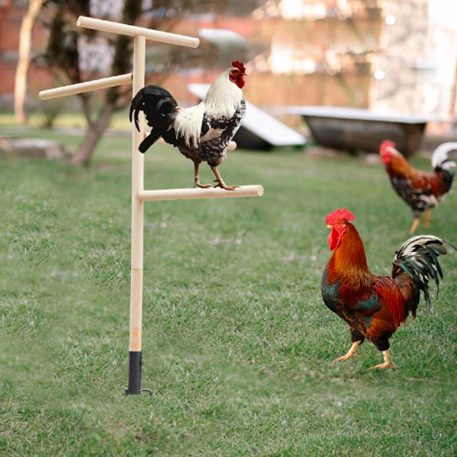Chicken-Perch-for-Coop-Wooden-Chicken-Roost-Stand-with-Iron-Ground-Plug ...