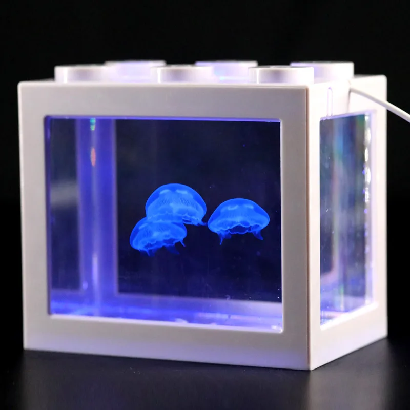 Box Jellyfish Aquarium