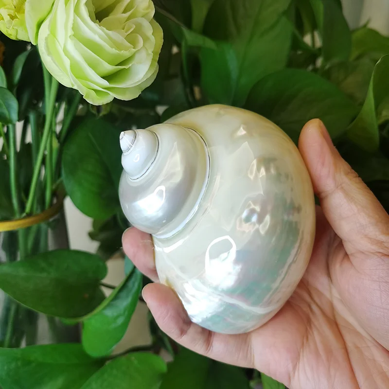 9 12cm Large Polished Turbo Shells Turbo White Seashells Decoration ...
