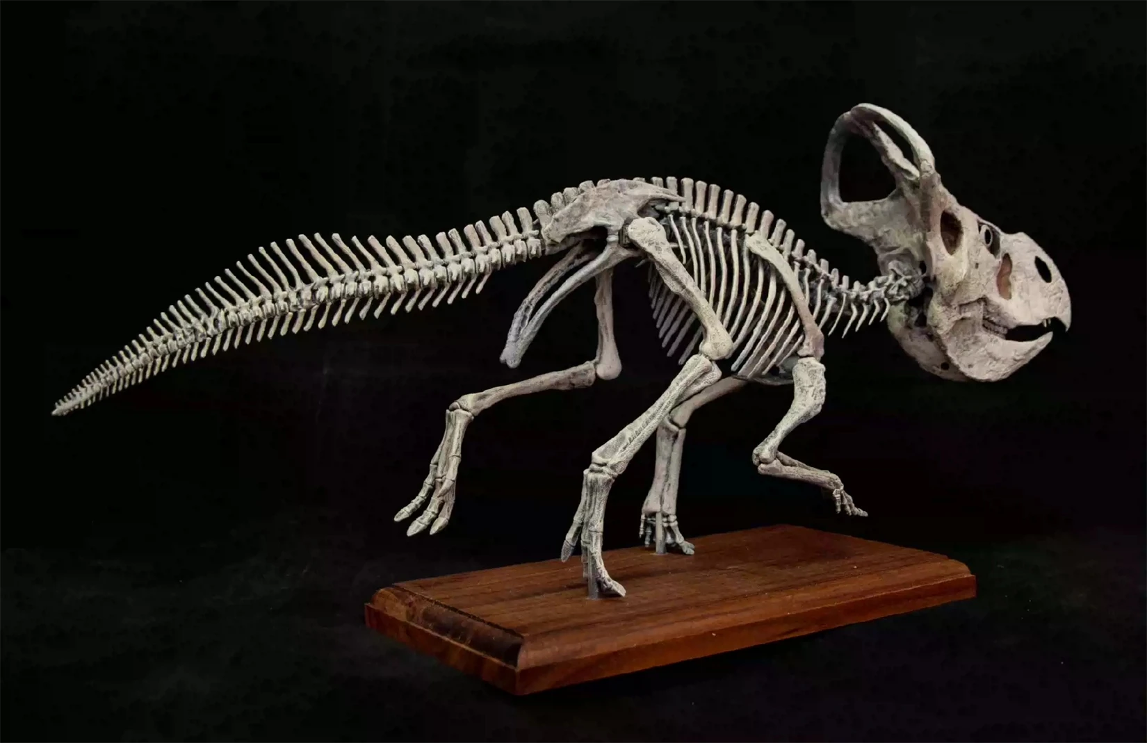Protoceratops Skeleton