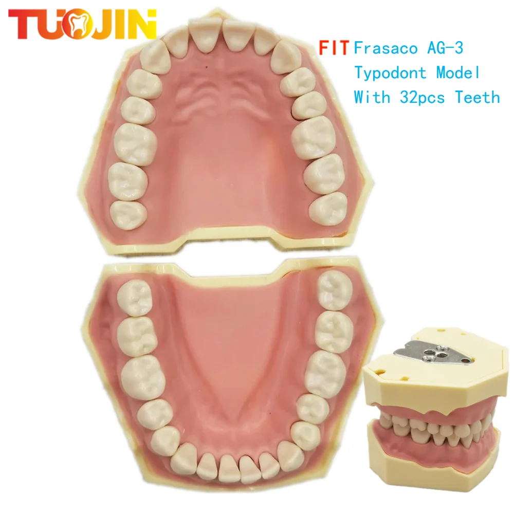 Dental-Resin-Model-Training-Typodont-Teeth-Model-For-Dental-Teaching ...