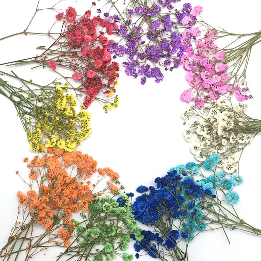 100-Natural-Pressed-Babysbreath-Embossing-Flower-Dried-True-Flower ...