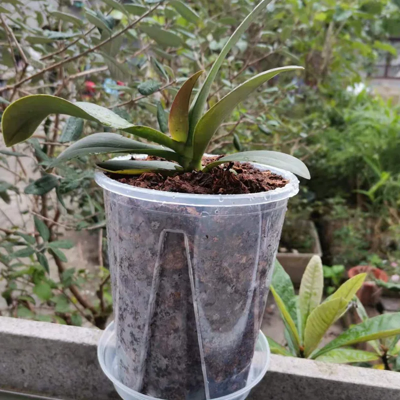 Orchid-Flower-Pot-Root-Control-Pot-Plastic-Clear-Breathable-Container ...