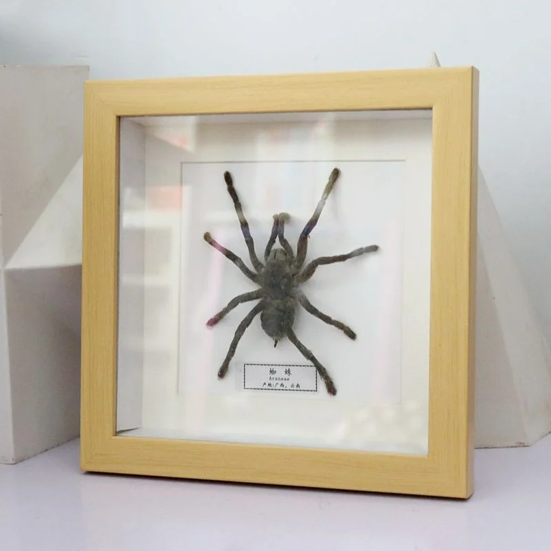 New-insect-specimen-picture-frame-square-creative-simple-picture-frame ...