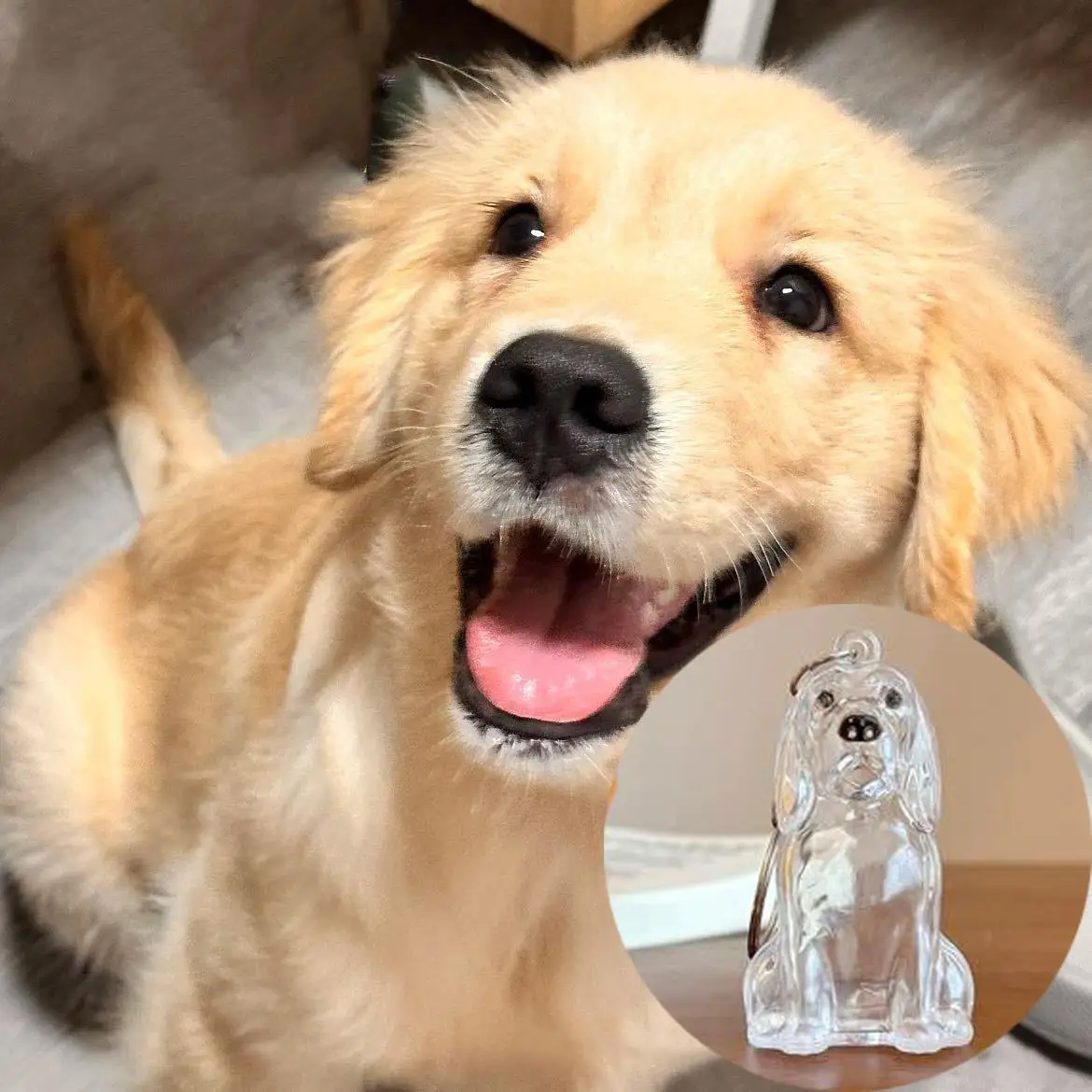 Clear Pet Hair Memorial Capsule Dog's Hair Memory Capsule Keepsake ...