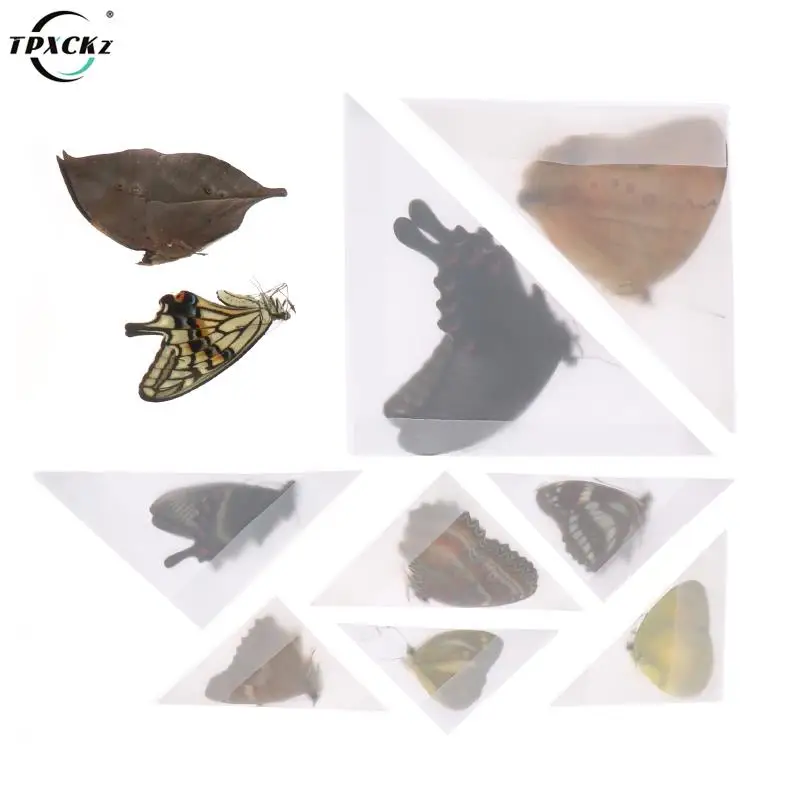 New 5Pcs Real Butterfly Specimens Without Spreading Wings DIY Practice ...