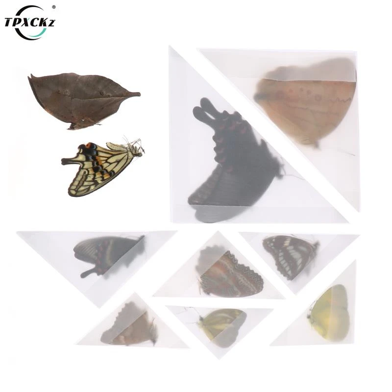 Butterfly Specimen Real | Real Butterfly Wings | Real Insect Specimen ...