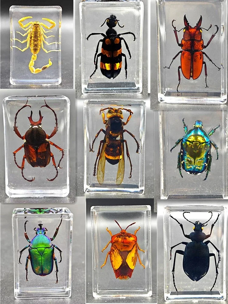 29-Children-s-real-insect-specimens-resin-amber-cicada-cicada-centipede ...