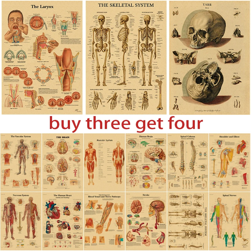 Retro-Organ-Systems-In-The-Human-Body-Posters-Skeleton-Anatomy-Kraft ...